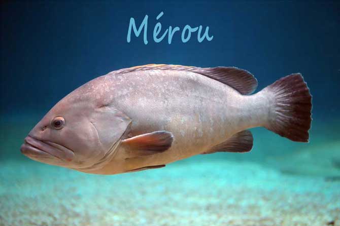 Poissons de Mer Méditerranée | Provence 7