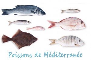 Poissons de Mer Méditerranée | Provence 7