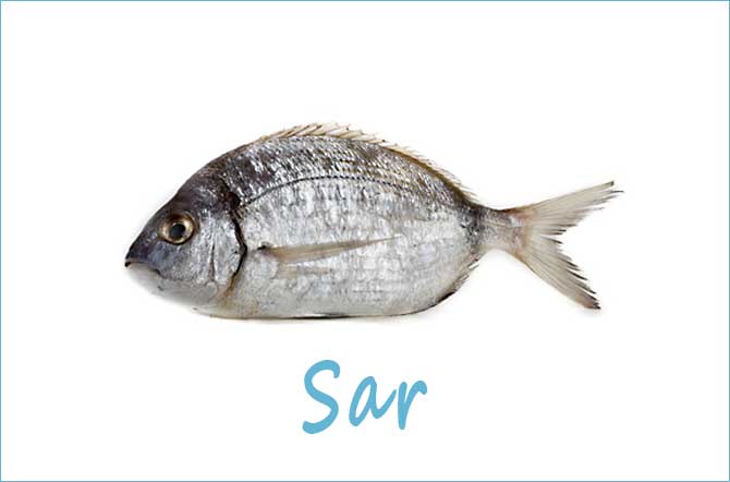 Poissons de Mer Méditerranée | Provence 7