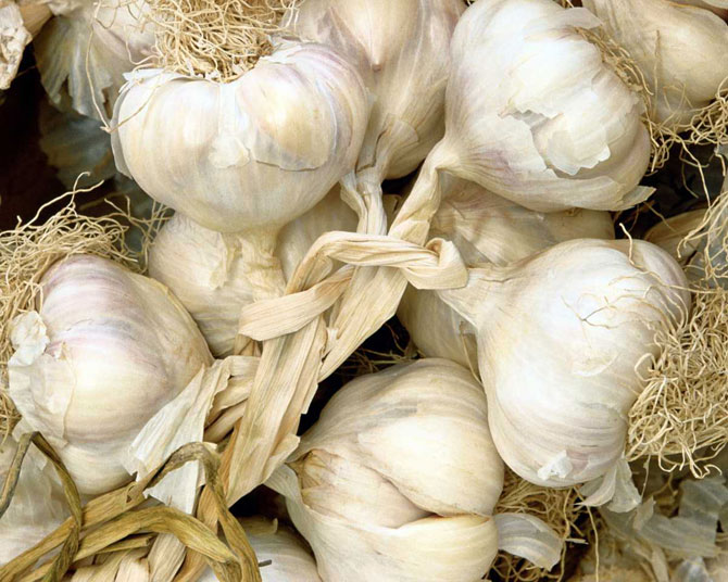 Ail | Provence 7