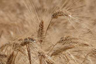 Blé de Provence | Provence 7