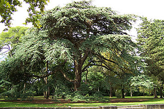 Cèdre en Provence | Provence 7
