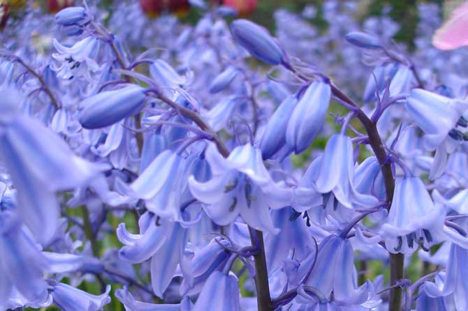 Clochettes bleues des bois | Provence 7