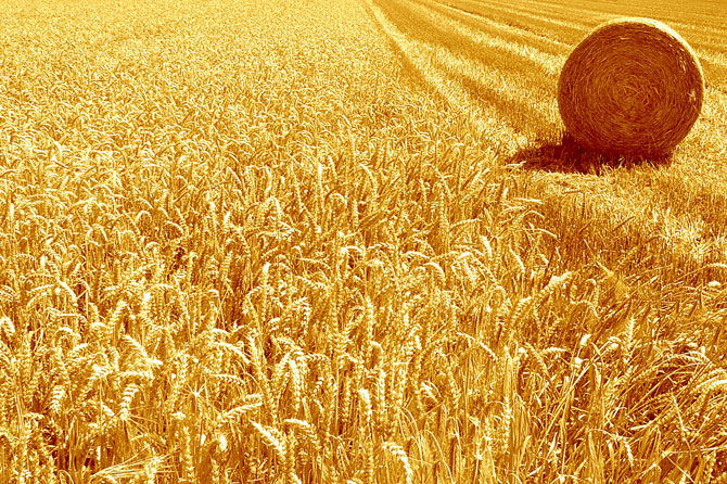 Blé de Provence | Provence 7