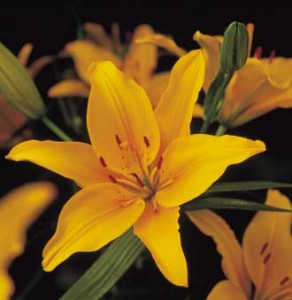 Fleurs Jaunes en Provence | Provence 7