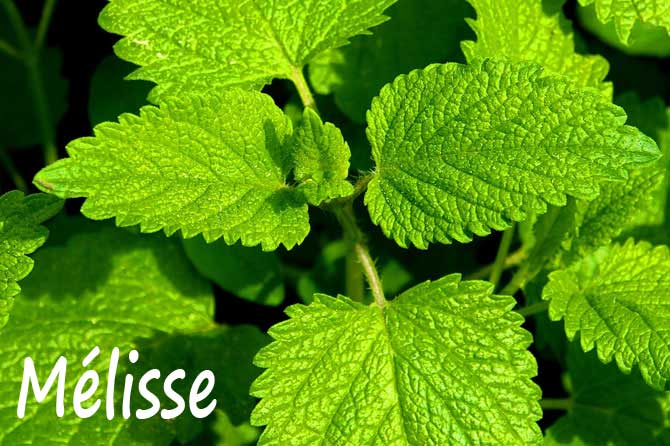 La Mélisse en Provence | Provence 7