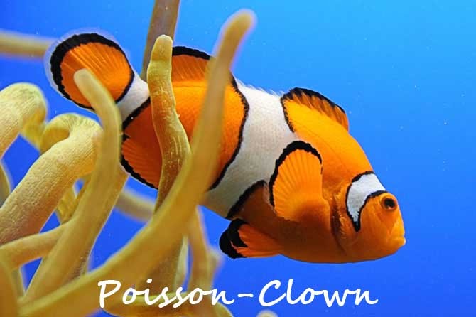 Poisson-Clown en Provence | Provence 7