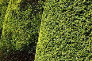 If-Haie-2C-hedge-2692944_1920 | Provence 7