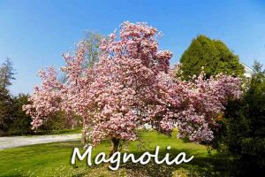Magnolia en Provence | Provence 7