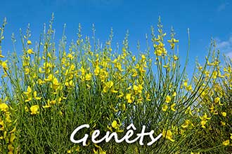 Genêts en Provence | Provence 7