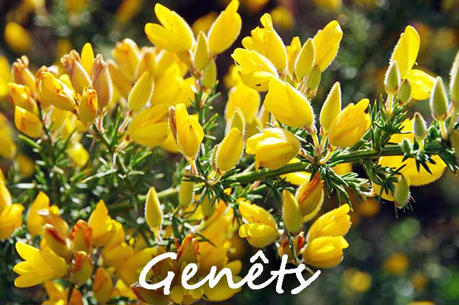 Genêts en Provence | Provence 7
