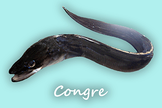 Congre-1B | Provence 7