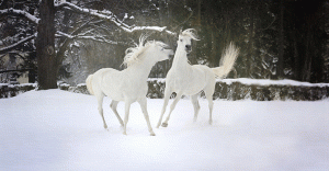 Cheval-Blanc-4CC | Provence 7