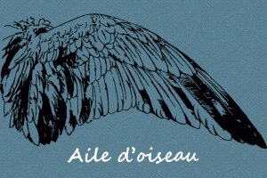 Aile-d’oiseau-1C | Provence 7