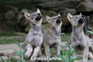 Louveteaux-1C | Provence 7